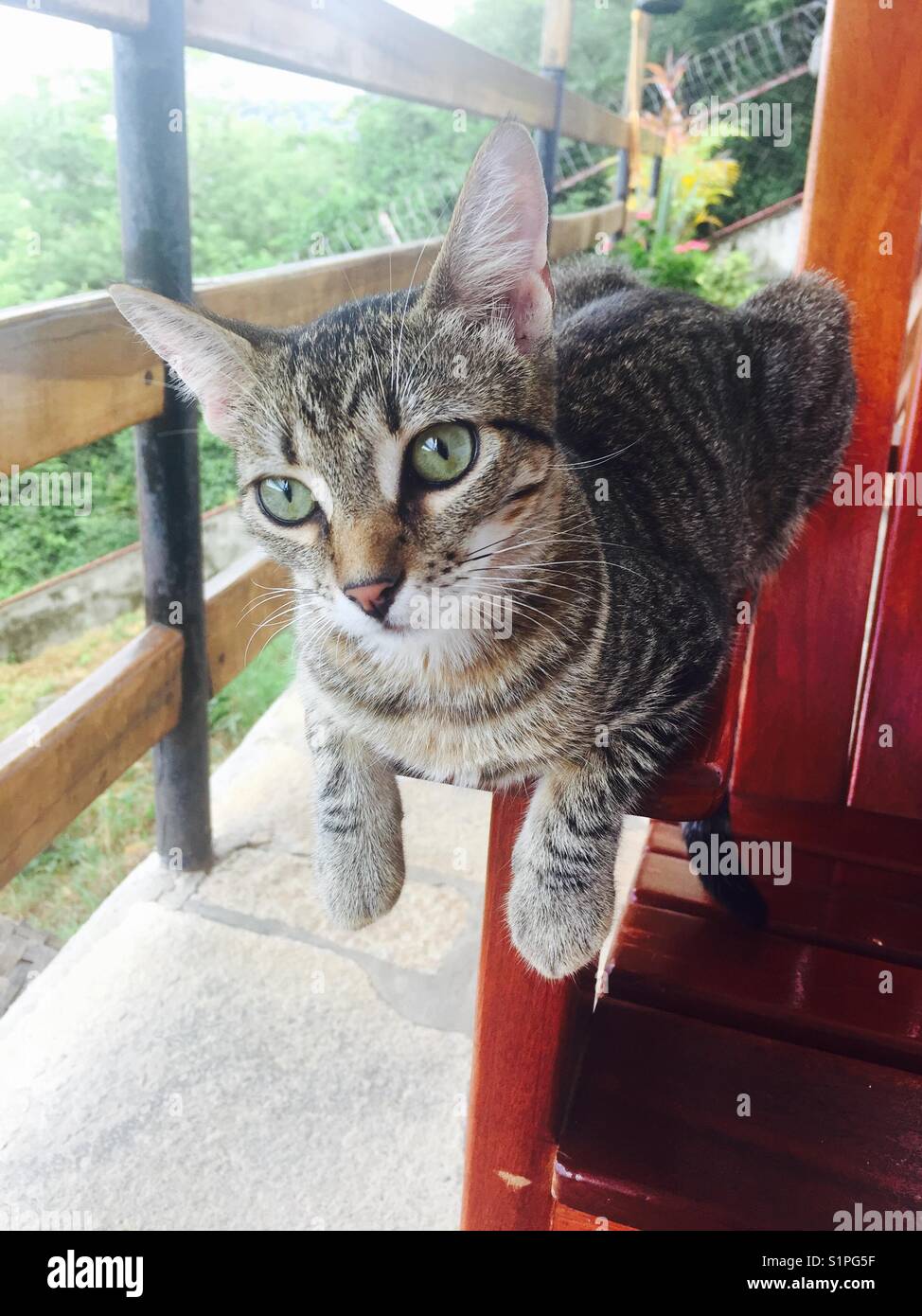 Tiger chilling hi-res stock photography and images - Alamy
