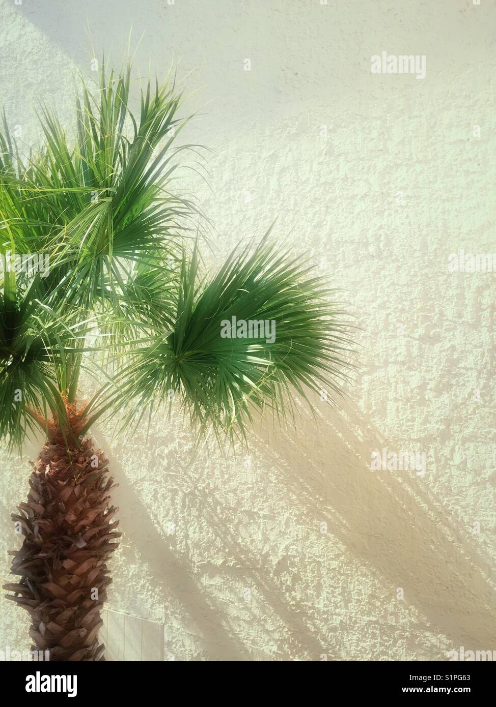 A palmetto palm tree, the symbol of South Carolina in front of a stucco ...