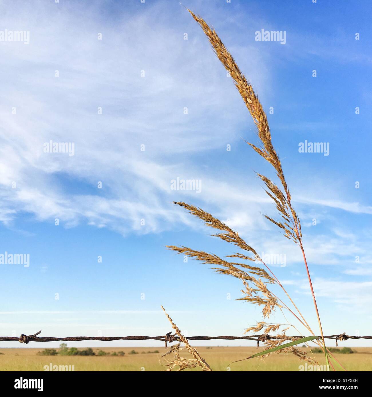 Barbed grass hi-res stock photography and images - Alamy