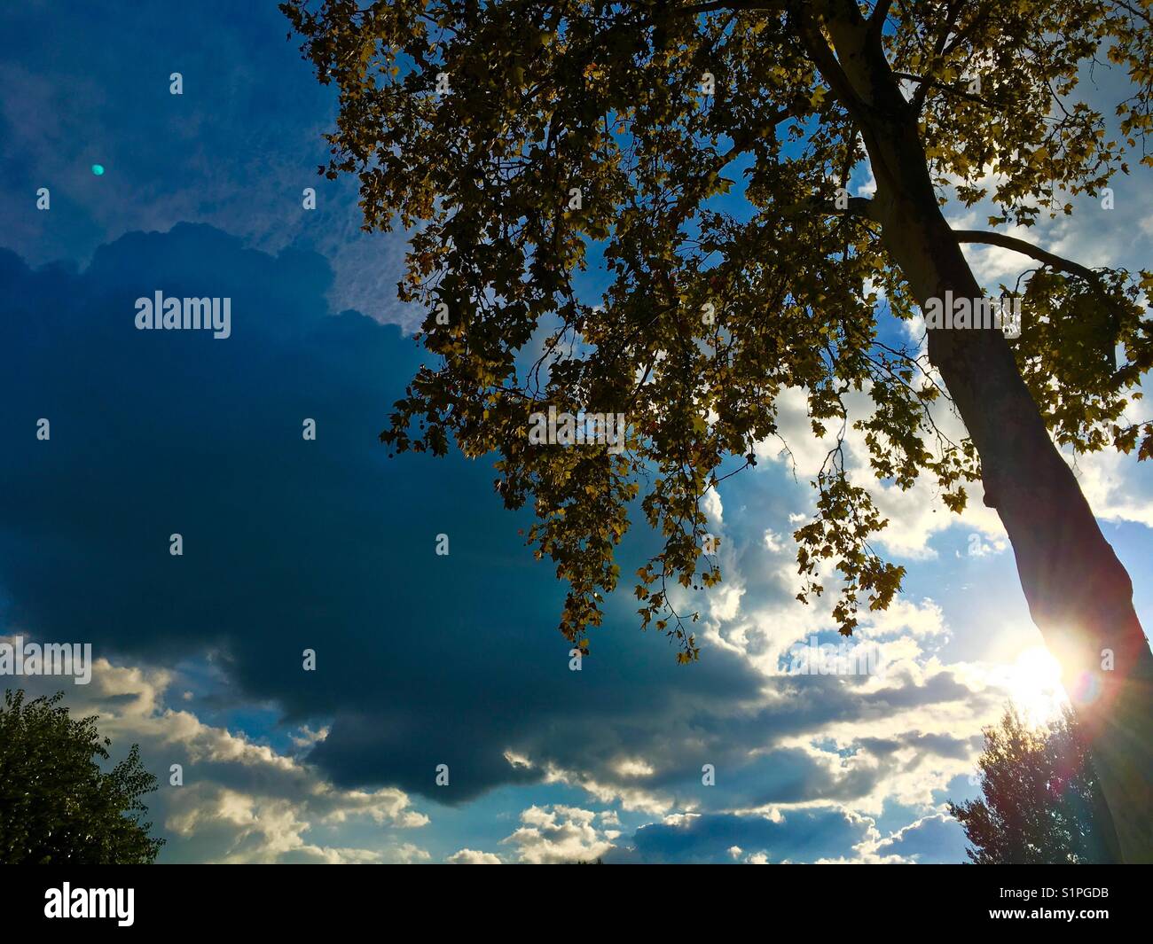 A tree and clouds during sunset Stock Photo - Alamy