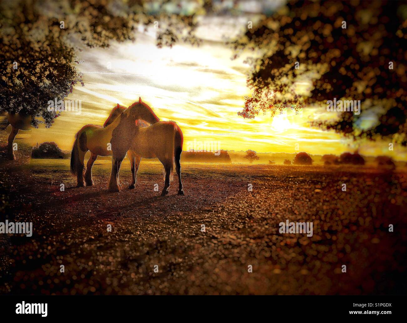 Horses in the landscape Stock Photo - Alamy