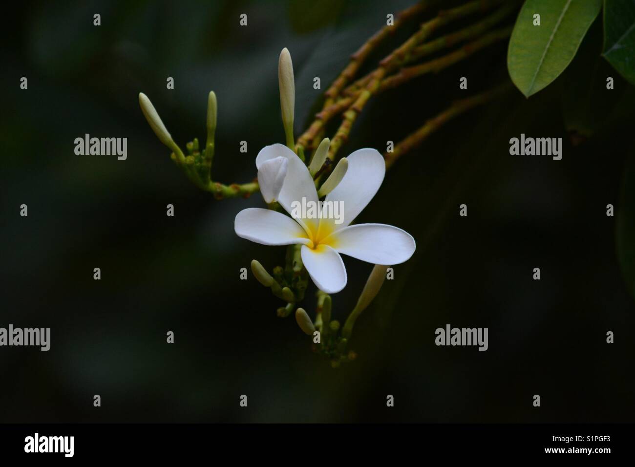 Alone white flower hi-res stock photography and images - Alamy