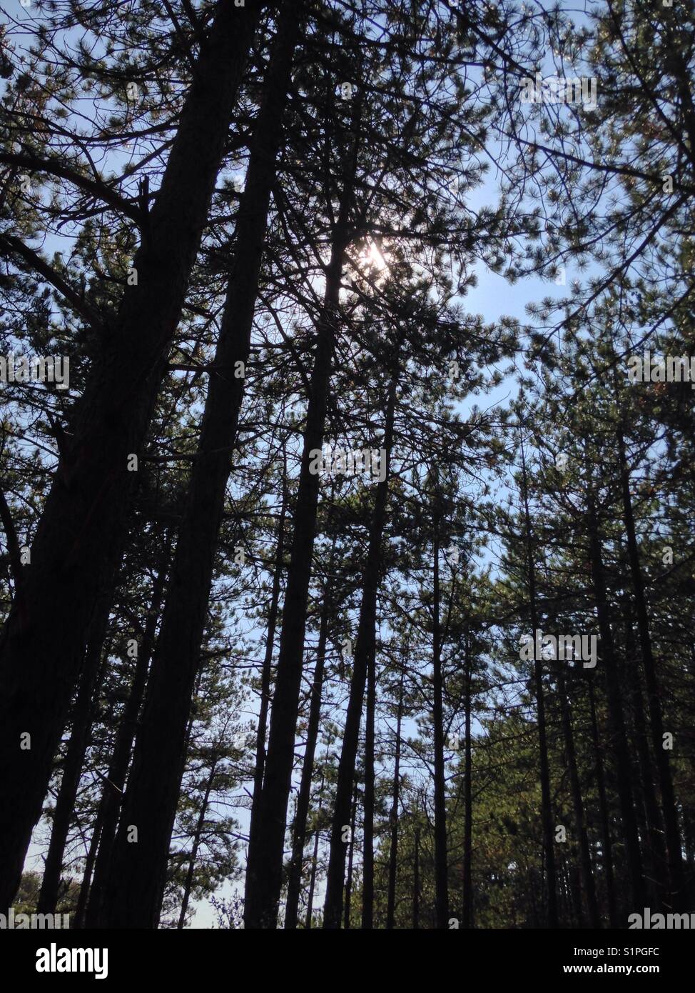 Sun through pines hi-res stock photography and images - Alamy