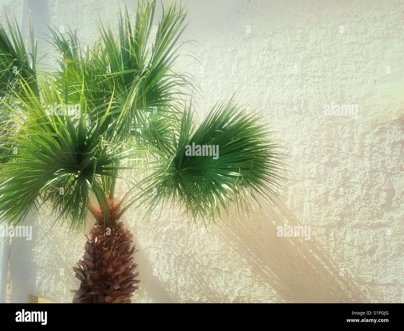 A palmetto palm tree, symbol of South Carolina in front of the stucco ...