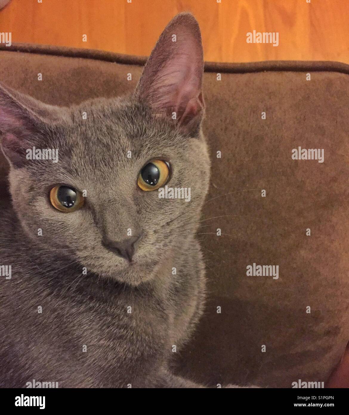 Grey cat gray hi-res stock photography and images - Alamy