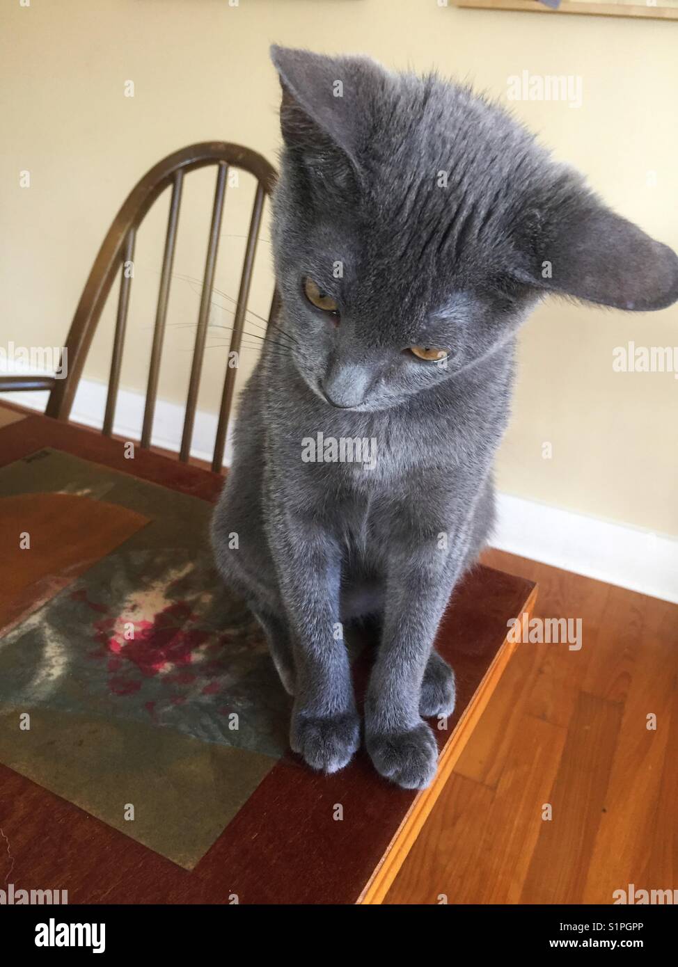 Kitty grey hi-res stock photography and images - Alamy