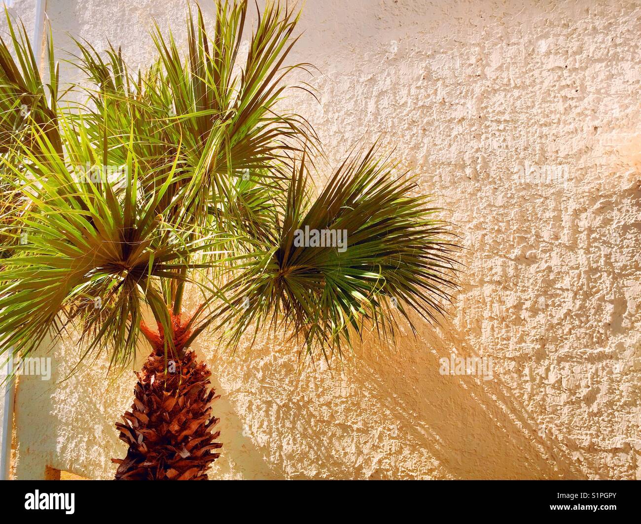 The state tree of South Carolina, the palmetto palm in front of the ...