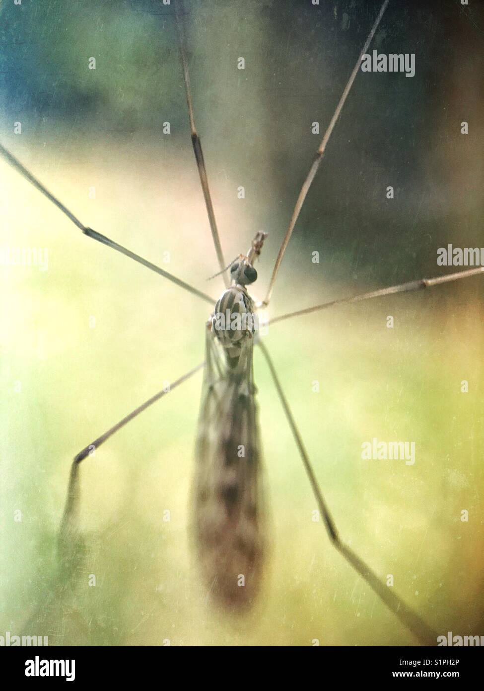 Crane fly insect hi-res stock photography and images - Alamy