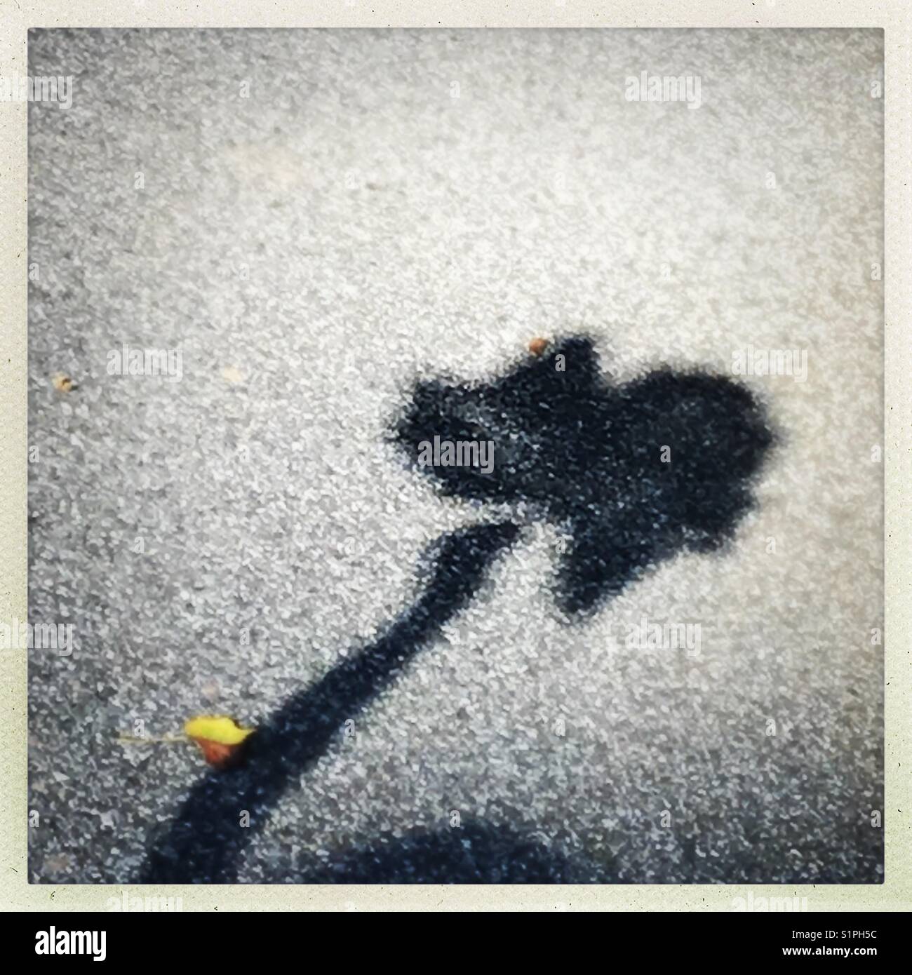 Leaf shadow hi-res stock photography and images - Alamy