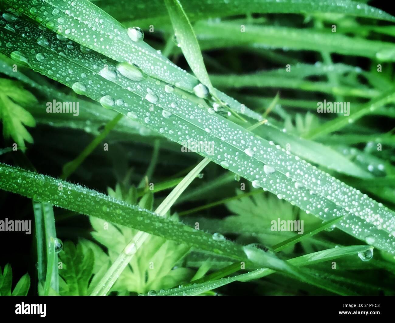 Wet Grass Sun Stock Photos & Wet Grass Sun Stock Images - Alamy