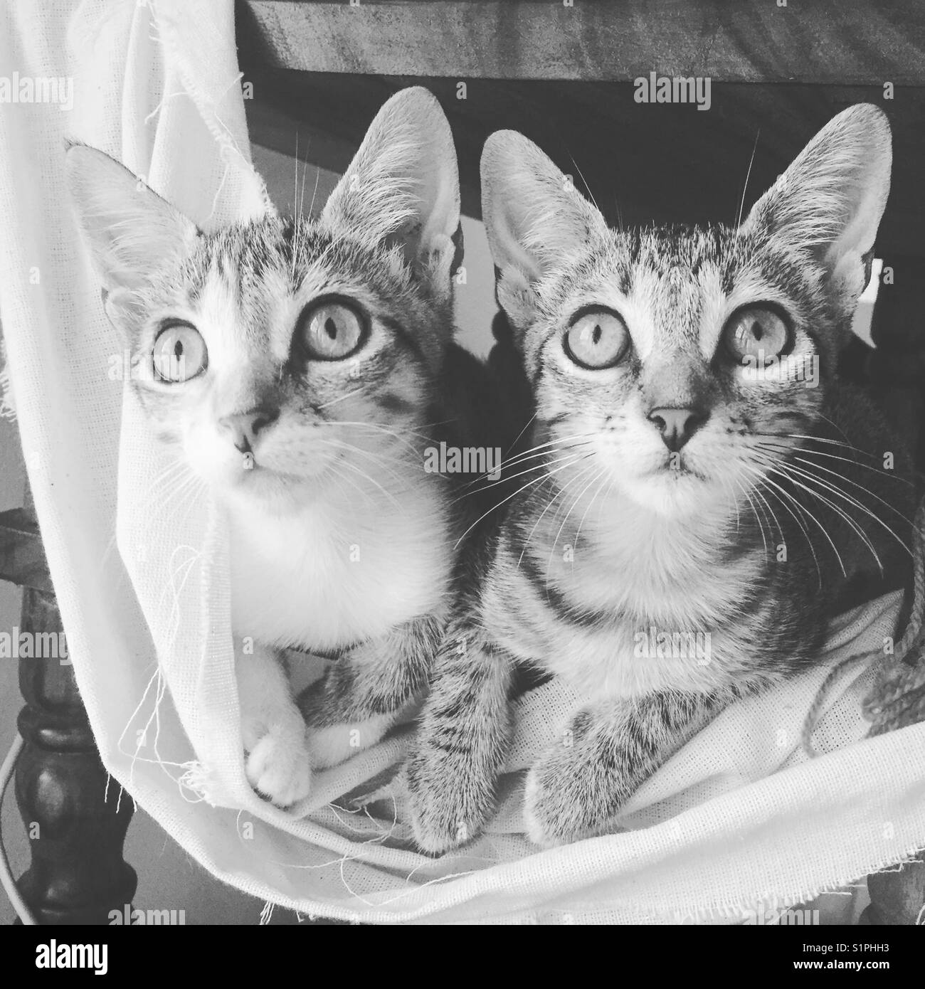 Curious cats hi-res stock photography and images - Alamy
