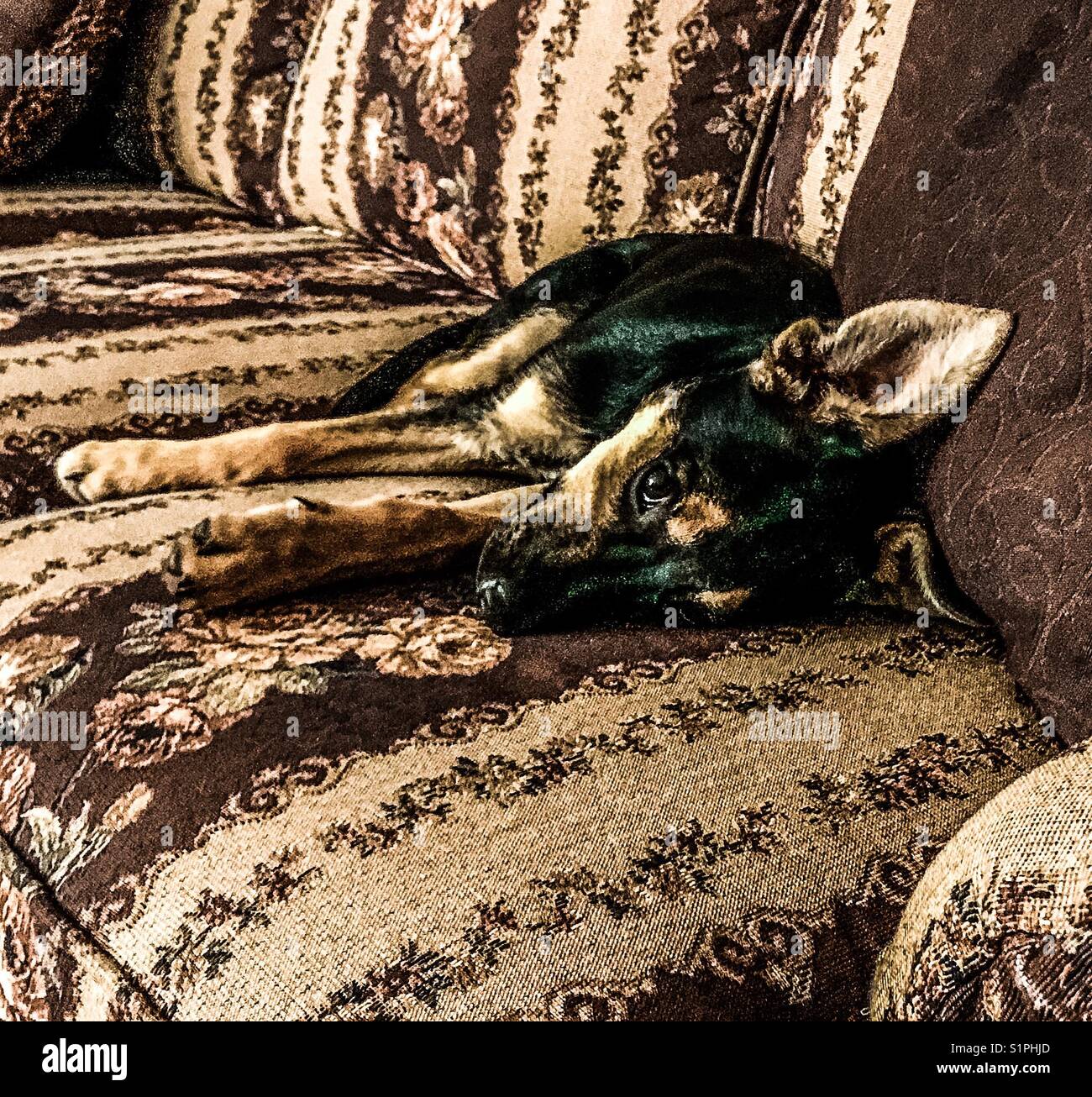 Spoiled puppy hi-res stock photography and images - Alamy