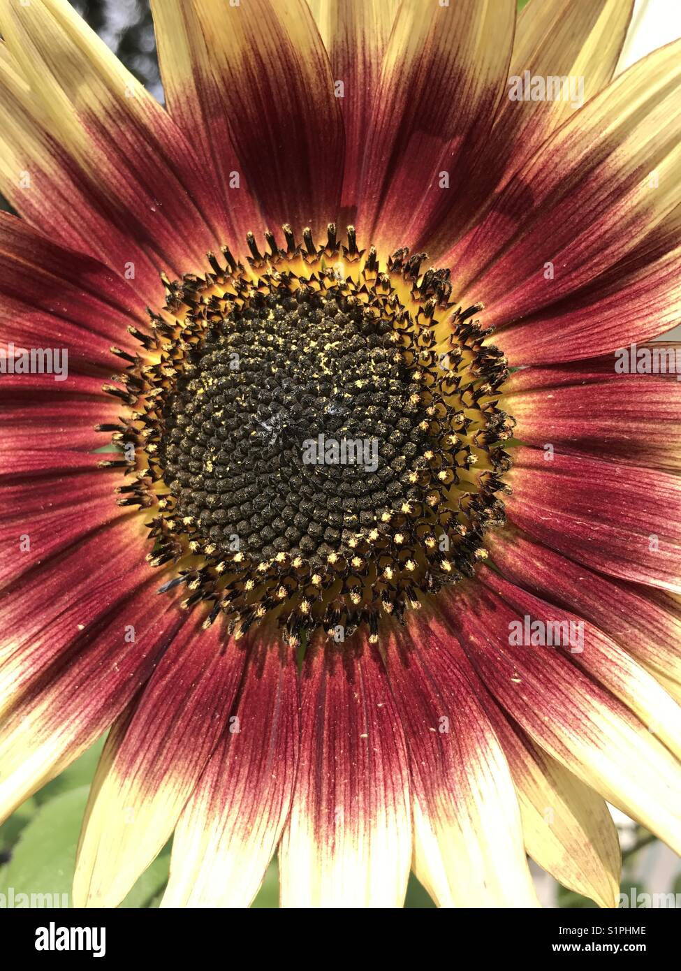 Sunflower smile hi-res stock photography and images - Alamy