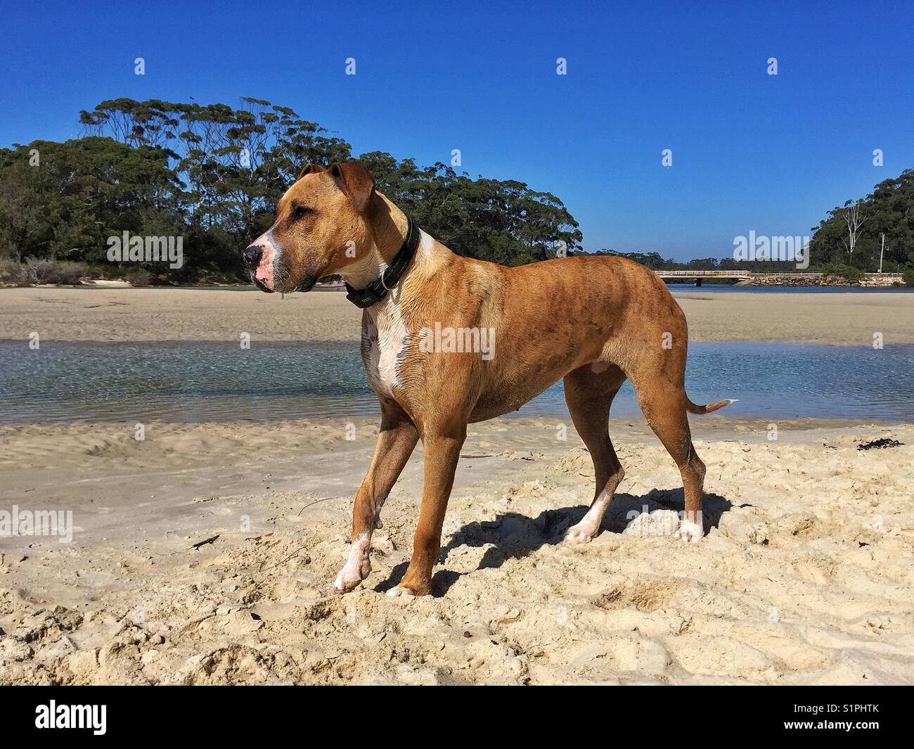 Tan And White Dog High Resolution Stock Photography and Images - Alamy