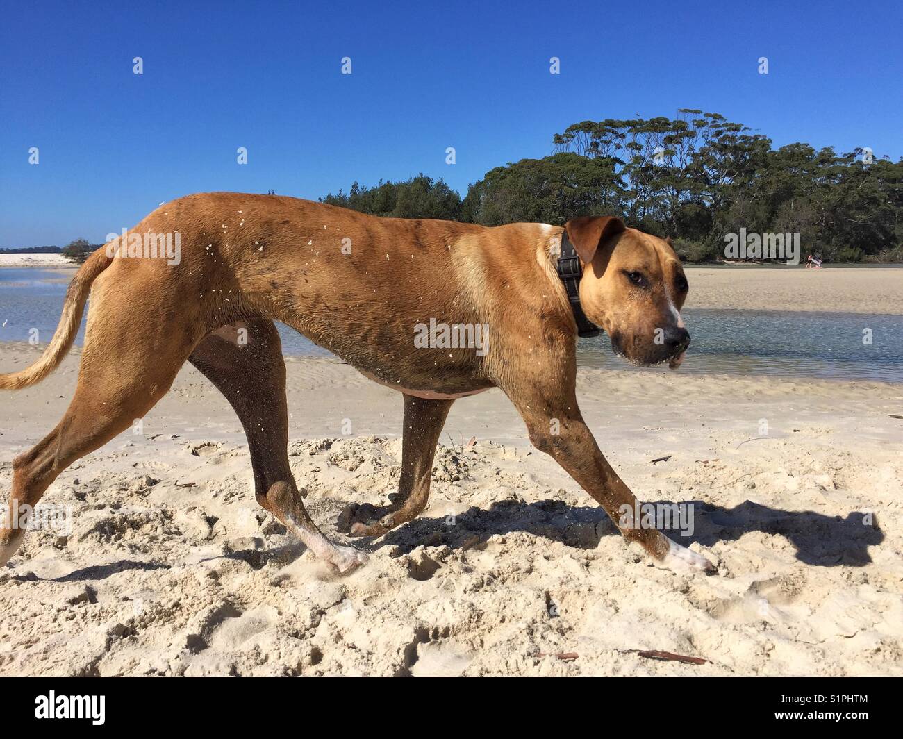 Large tan dog looks side ways as it walks along beach inlet Stock Photo ...