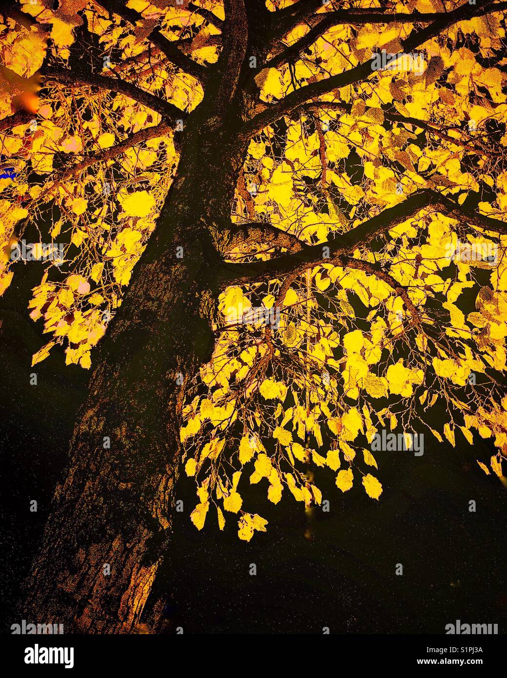 Night through autumn leaves Stock Photo - Alamy