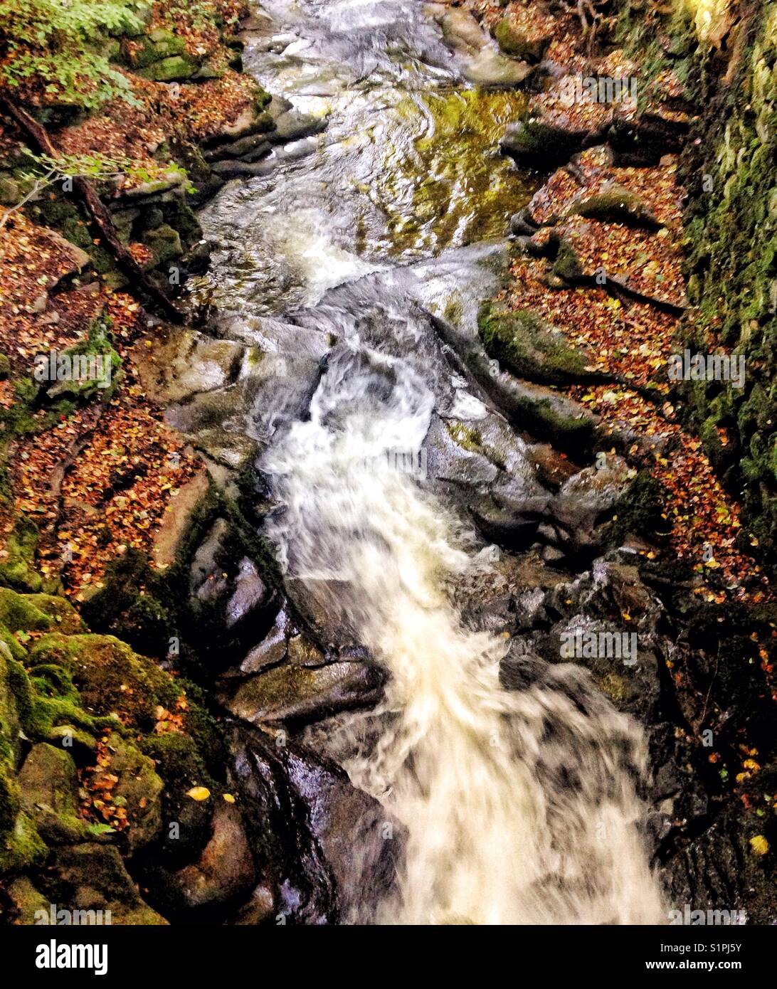 Woods and leaves hi-res stock photography and images - Alamy