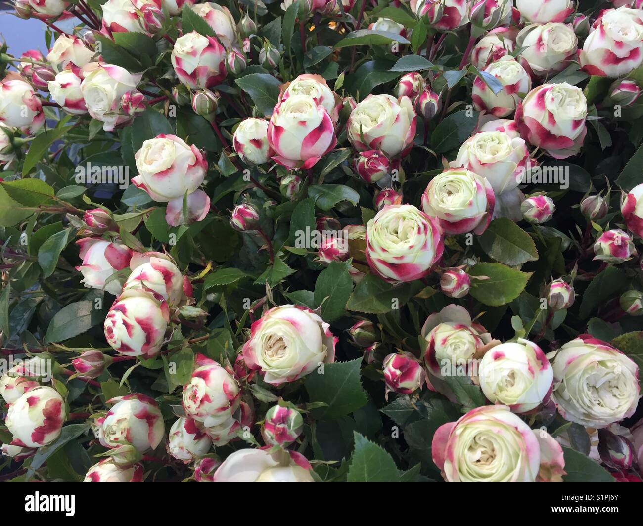 Pink edged rose hi-res stock photography and images - Alamy