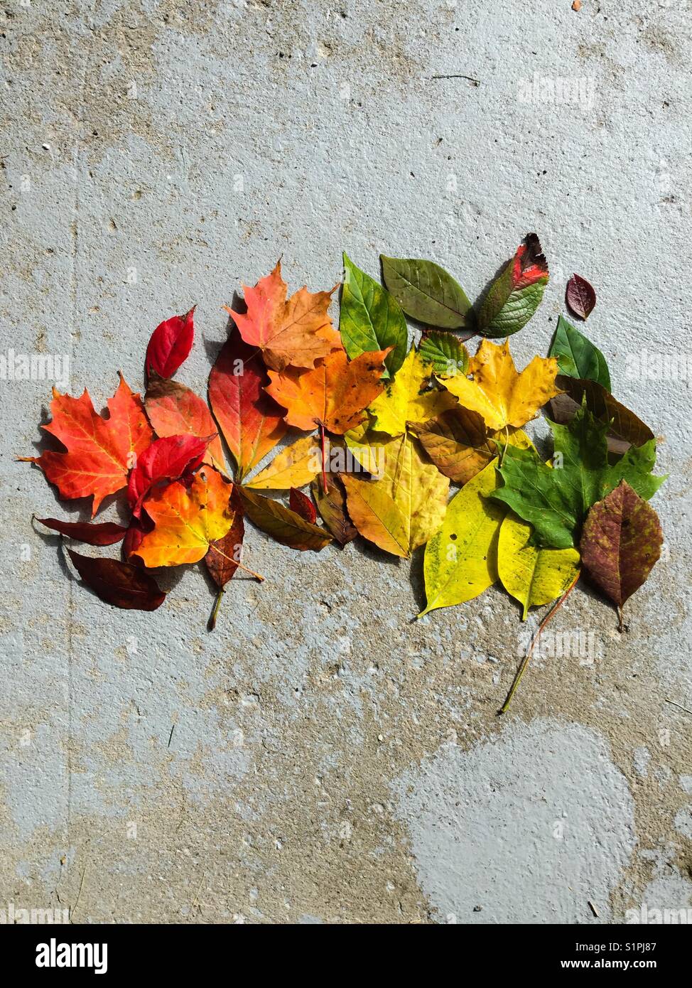 Multicolour arrangement of autumn leaves on rustic concrete Stock Photo ...