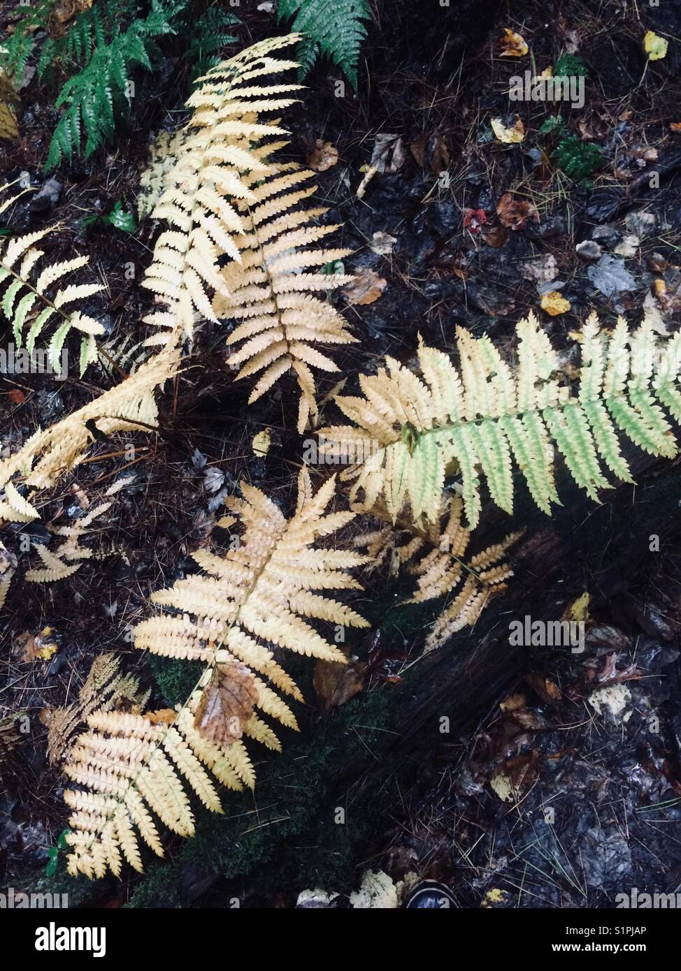 Ferns in fall Stock Photo - Alamy