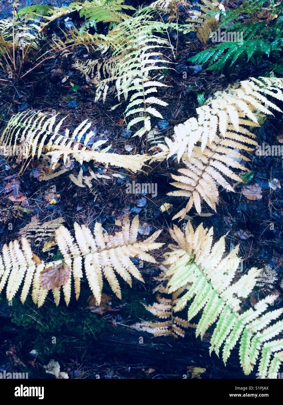 Ferns forest fall hi-res stock photography and images - Alamy