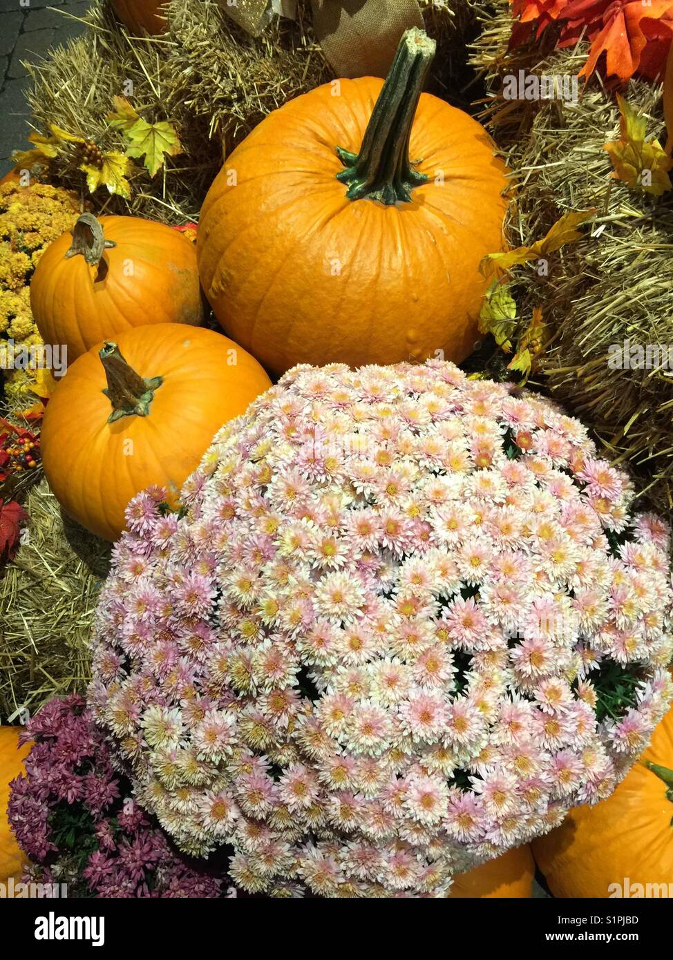 The three pumpkins Stock Photo - Alamy