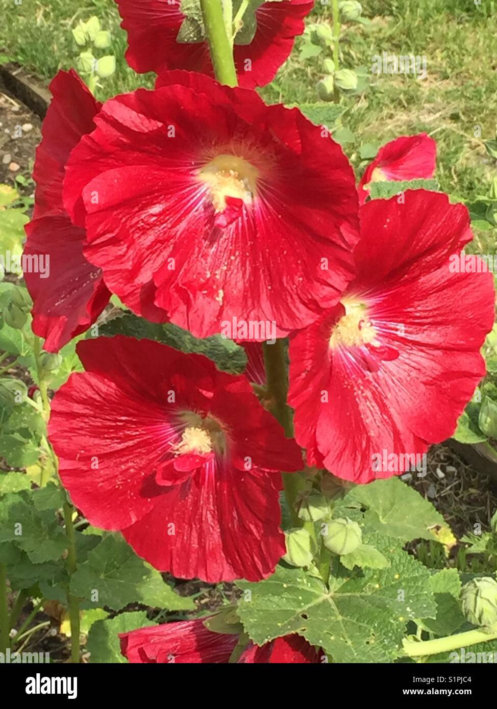 Red alcea rosea hi-res stock photography and images - Alamy