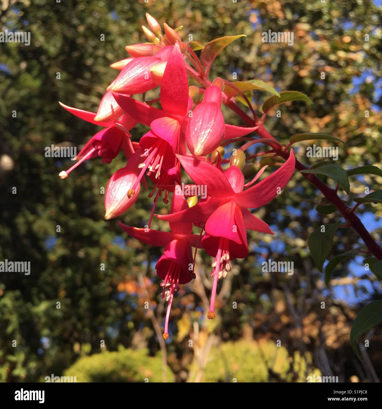 Beautiful pink flowers Stock Photo - Alamy