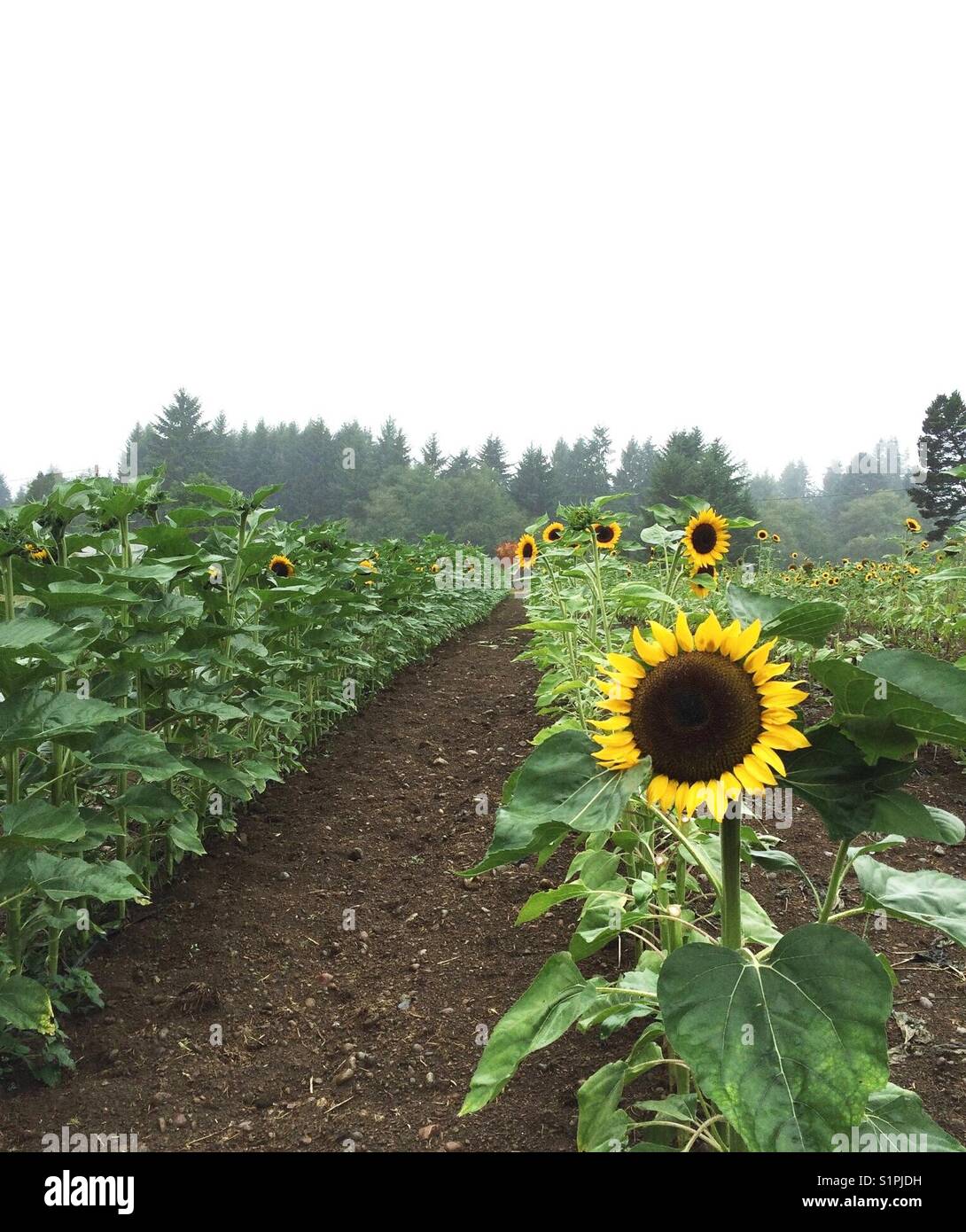 Rows of sunflowers hi-res stock photography and images - Alamy