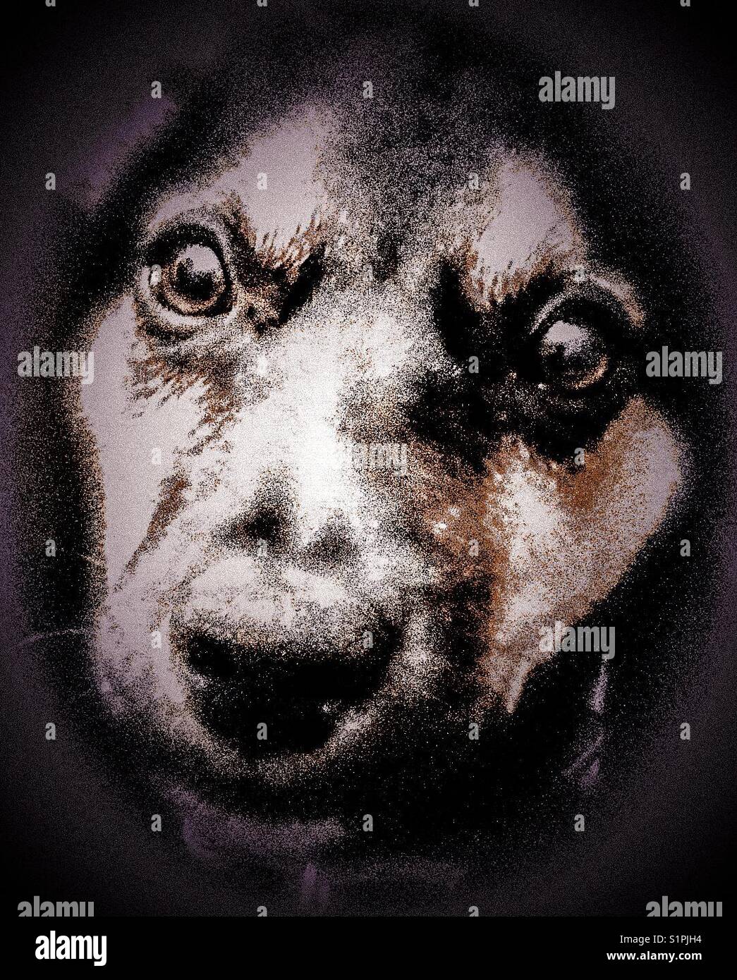 Stare look hi-res stock photography and images - Alamy