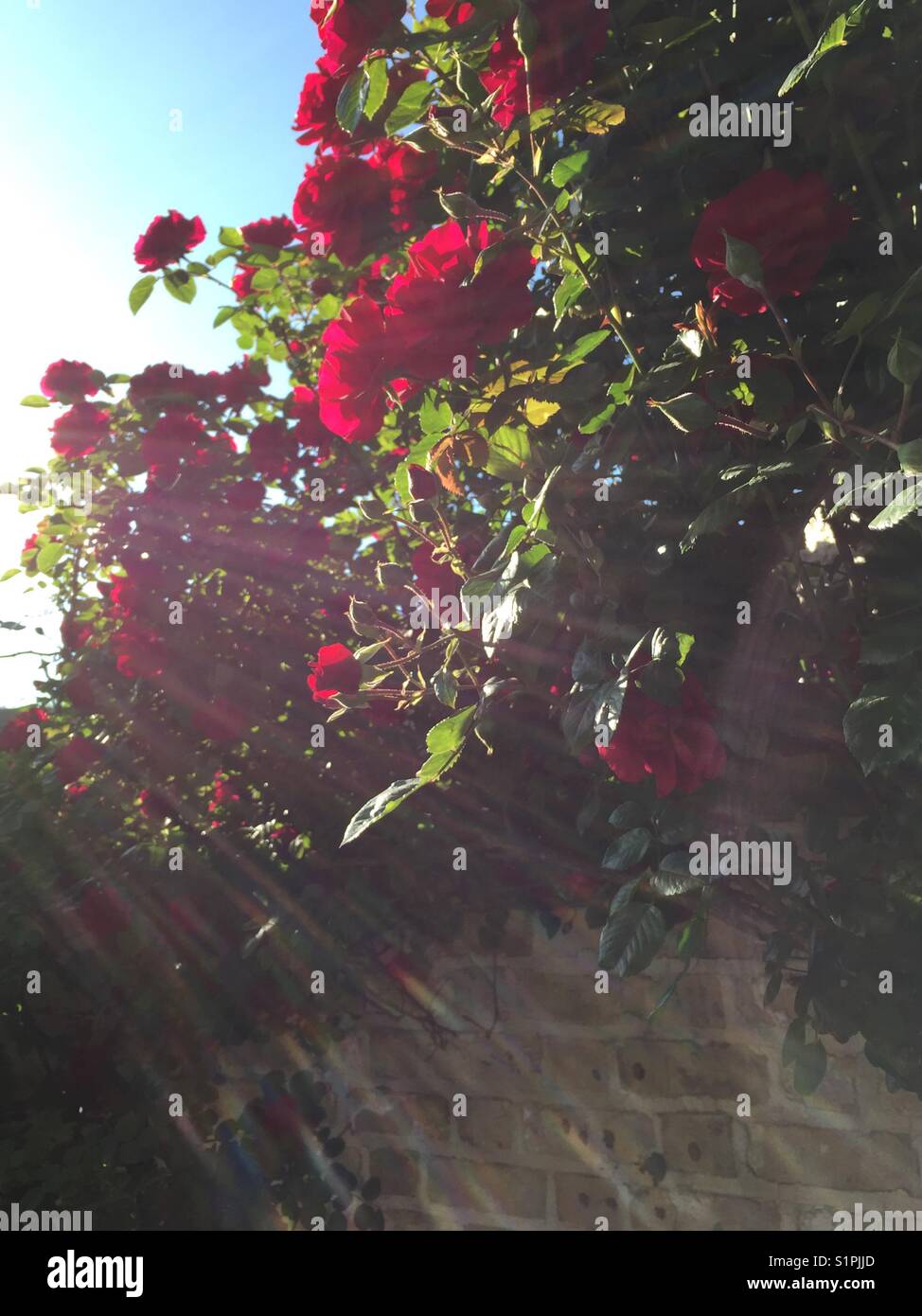 Flowers under the sun hi-res stock photography and images - Alamy