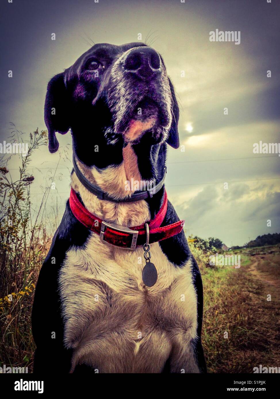 Faithful friend hi-res stock photography and images - Alamy