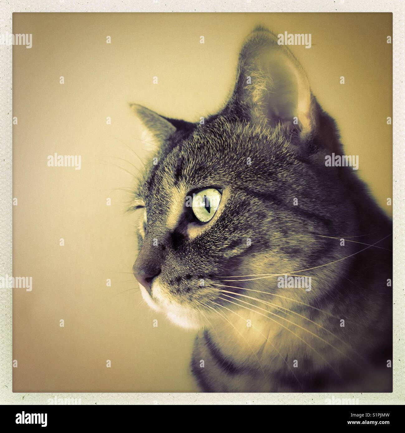 Animal tabby hi-res stock photography and images - Alamy