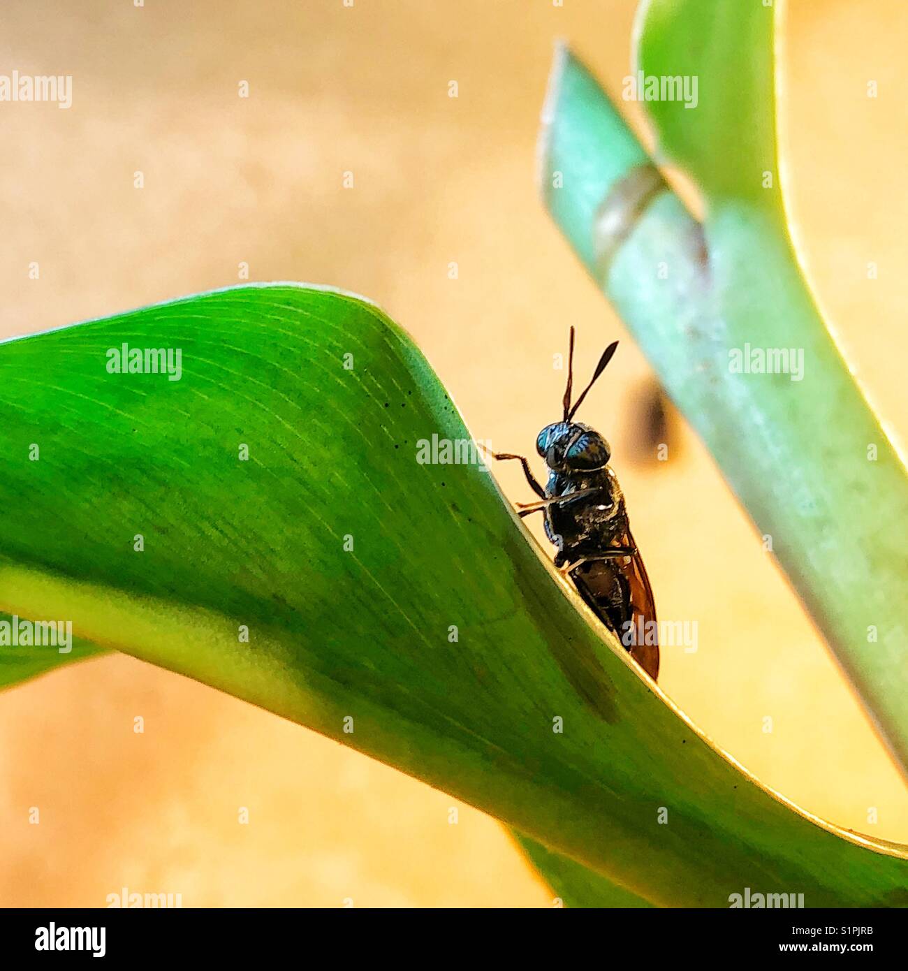 Black soldier fly hi-res stock photography and images - Alamy