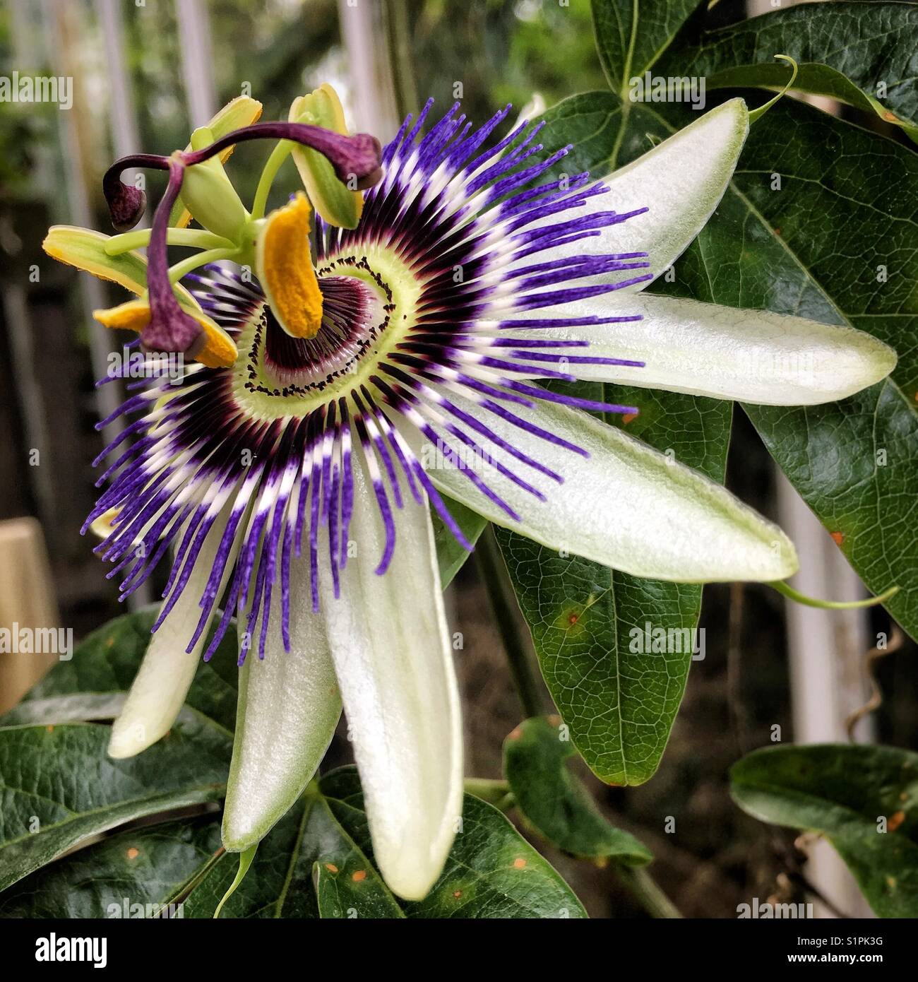 Passion Flower no filter Stock Photo - Alamy