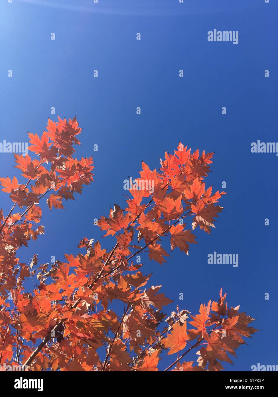 Atum hi-res stock photography and images - Alamy