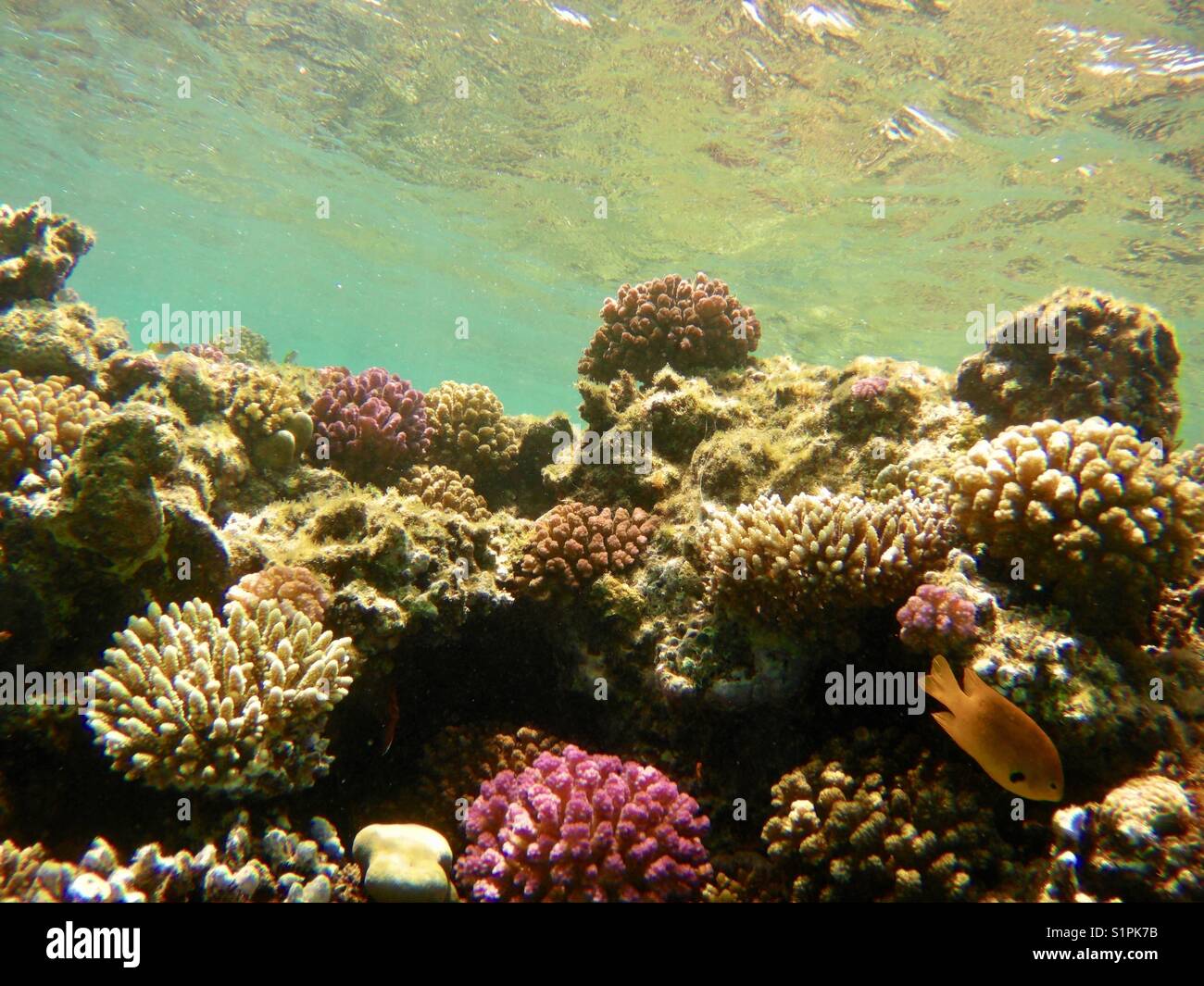 Coral reef egypt hi-res stock photography and images - Alamy