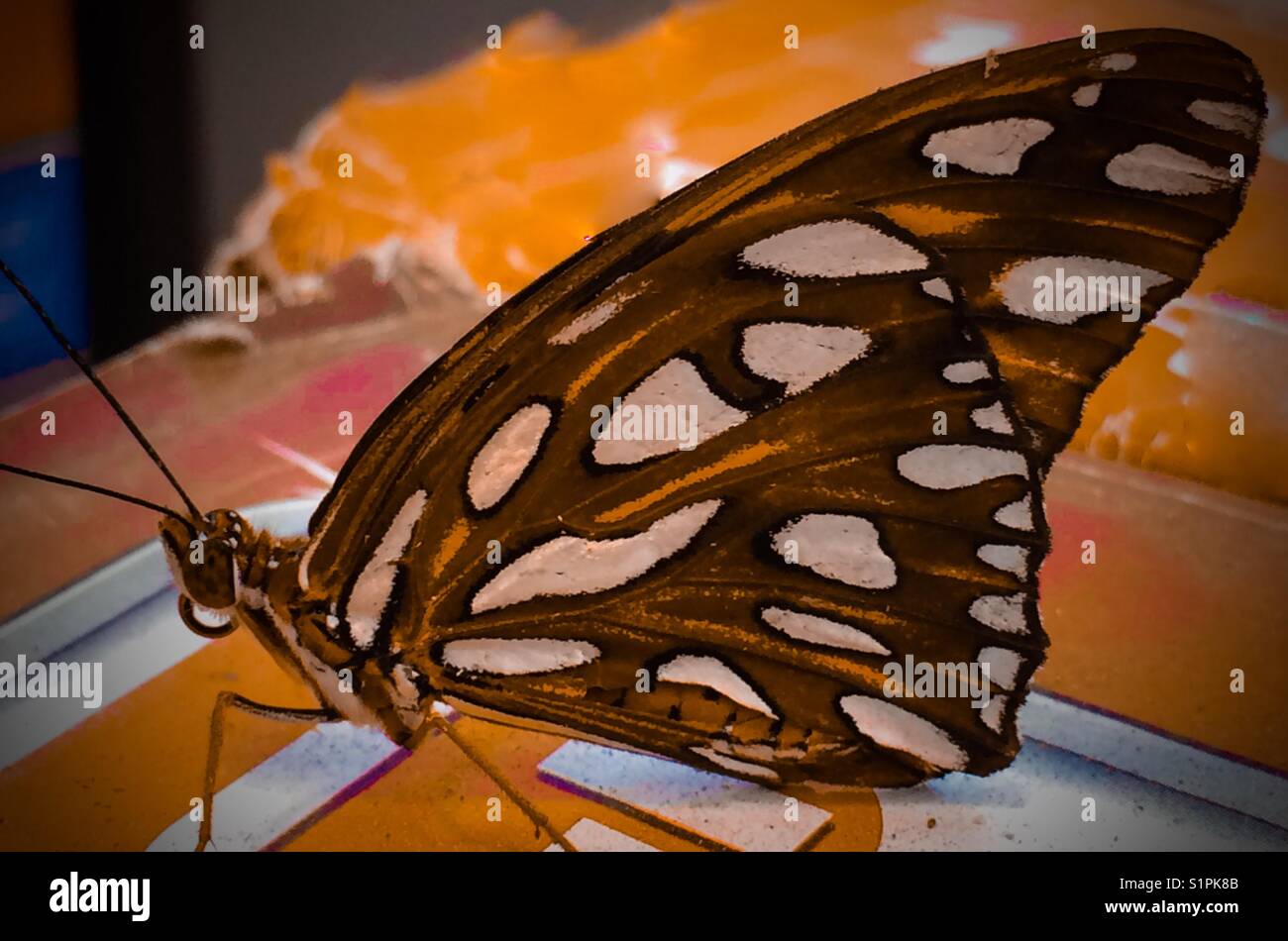 Butterflies fall hi-res stock photography and images - Alamy