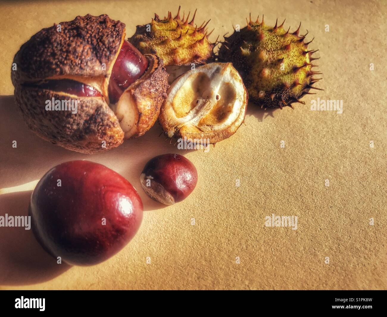 Conkers, European horse-chestnut, Aesculus hippocastanum. Copy space ...