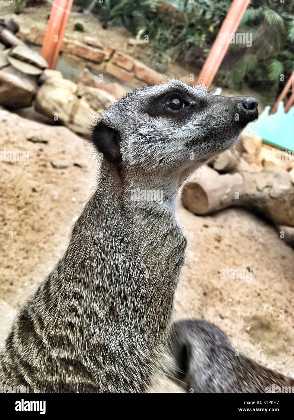 Meerkat on lookout duty Stock Photo - Alamy