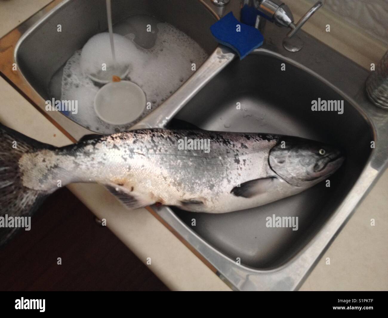 Freshly Caught BC Salmon Stock Photo - Alamy