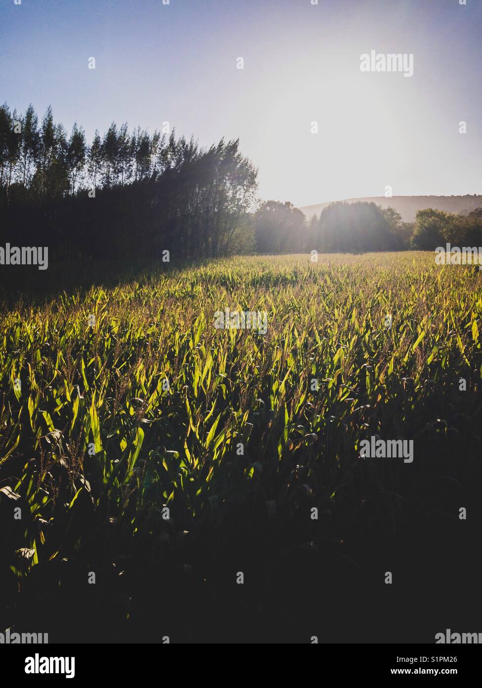 Sun Rays Field High Resolution Stock Photography and Images - Alamy