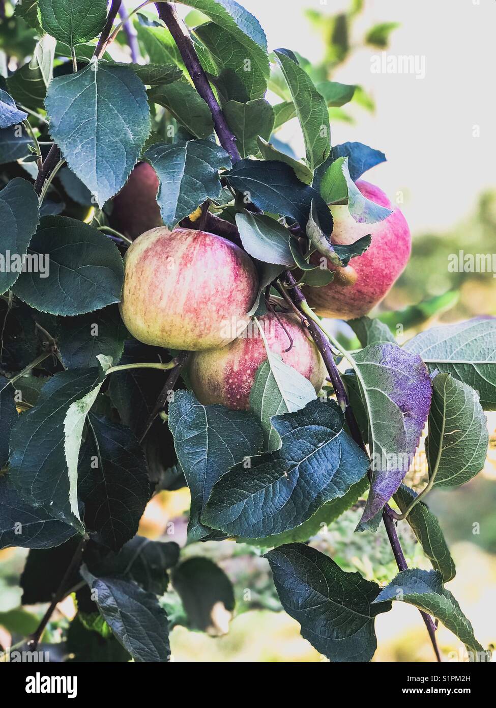 Picking apple with stick hi-res stock photography and images - Alamy