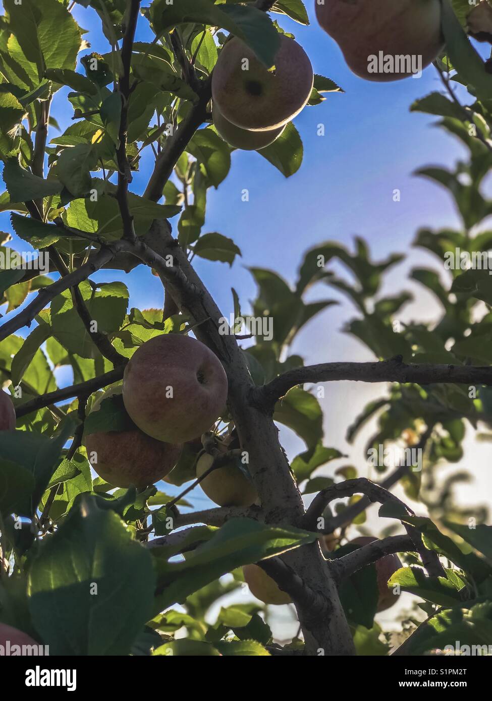 Apples tree fruit hi-res stock photography and images - Alamy