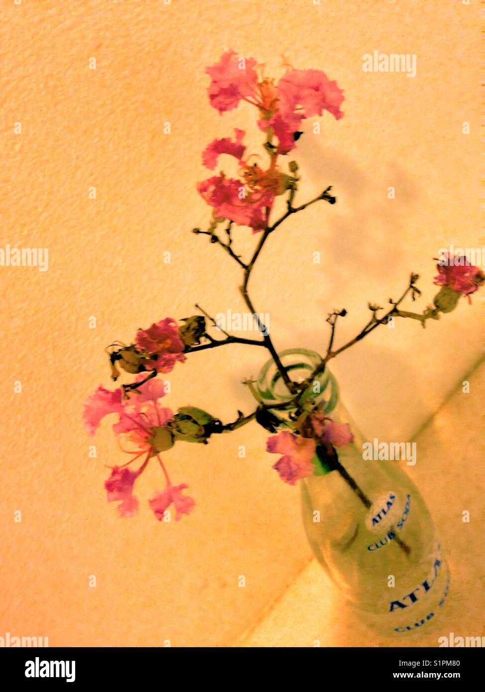 Atlas flower hi-res stock photography and images - Alamy