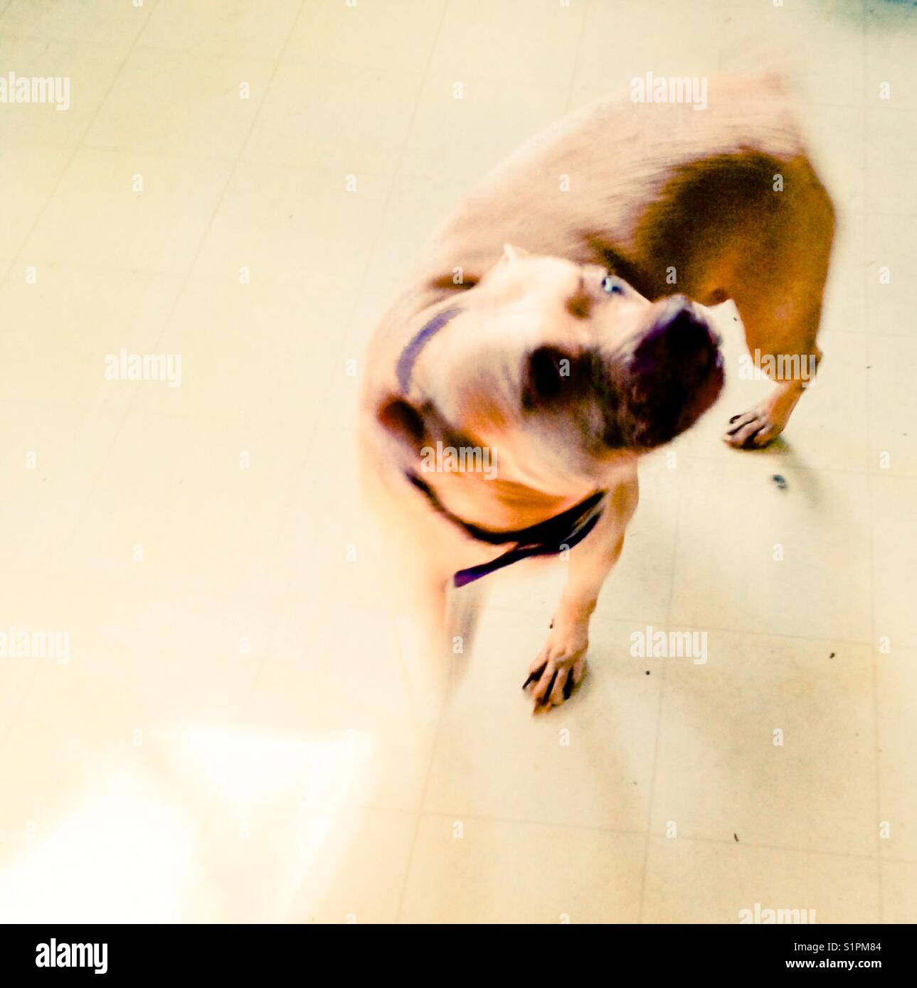 Wag tail hi-res stock photography and images - Alamy