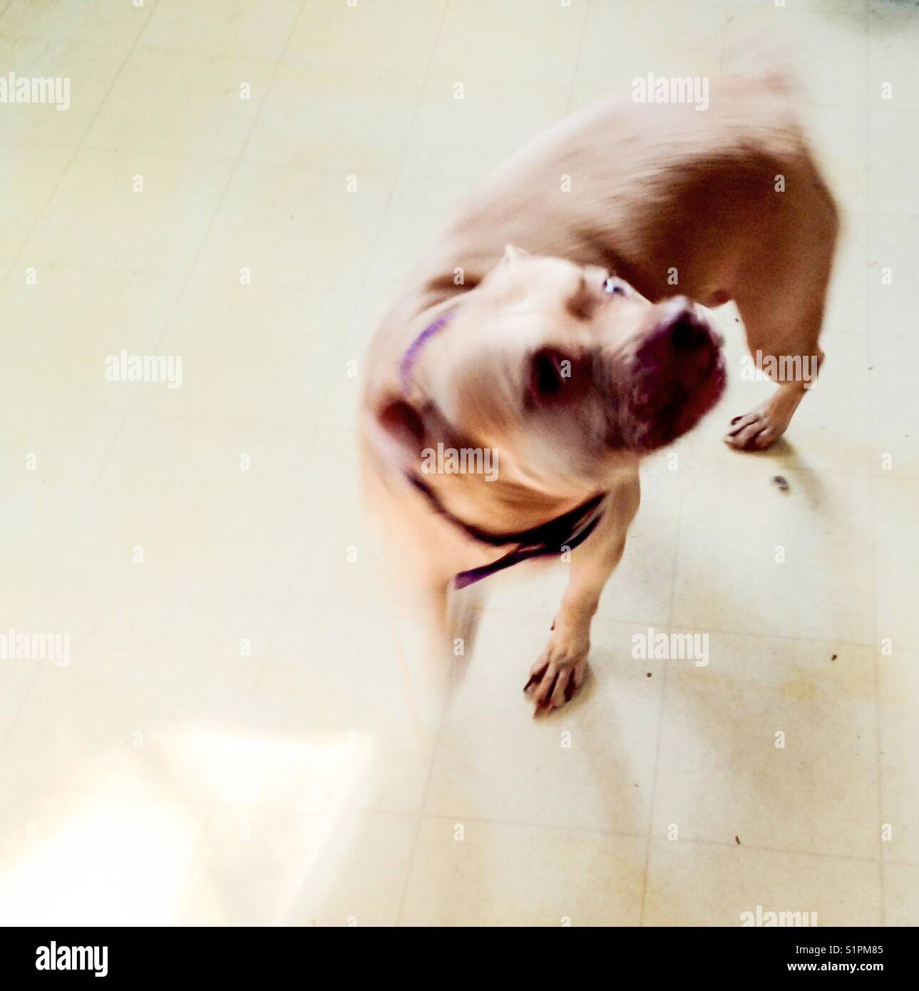 Wag the dog Stock Photo - Alamy