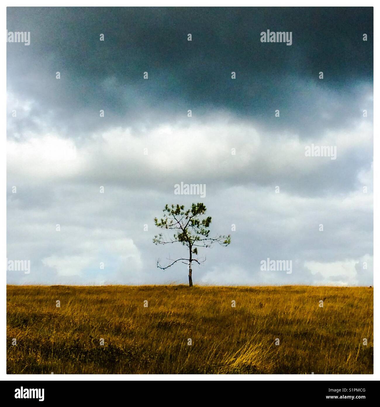 Grey skies tree hi-res stock photography and images - Alamy