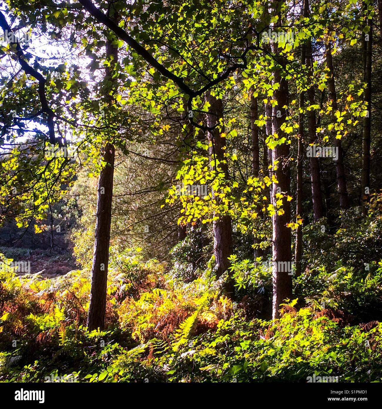 Sunlit tree in forest hi-res stock photography and images - Alamy