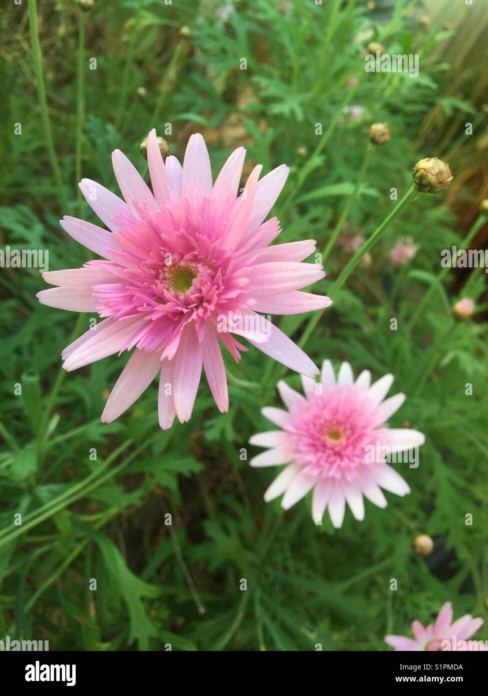 Flowers at home Stock Photo - Alamy
